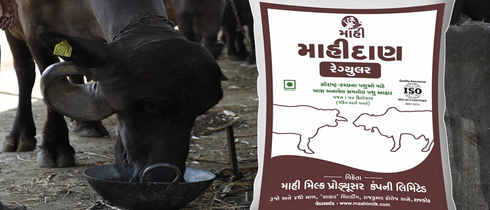MaahiMilk, Maahi Product, Maahi Office in Rajkot - Maahi Milk Producer ...